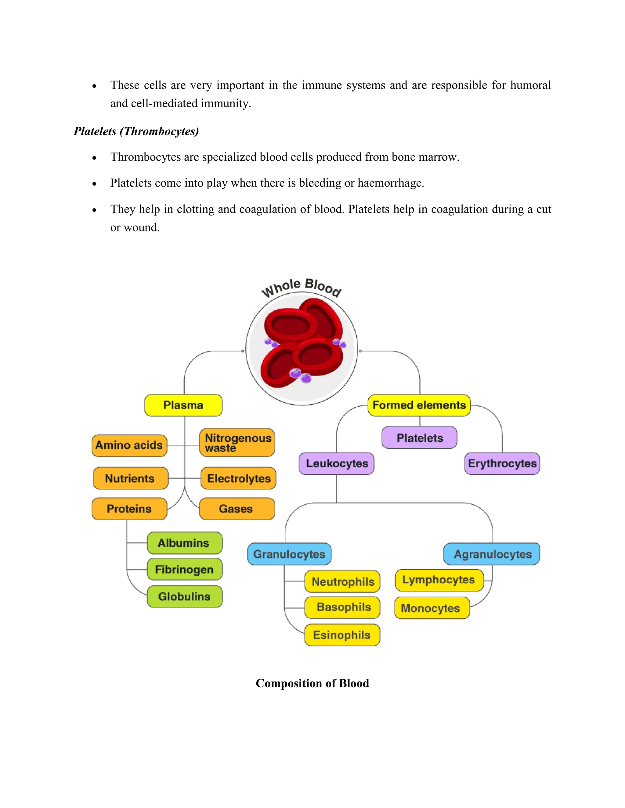 Blood Circulatory System in Human Body. docx | DOCX | Blood Disorders ...