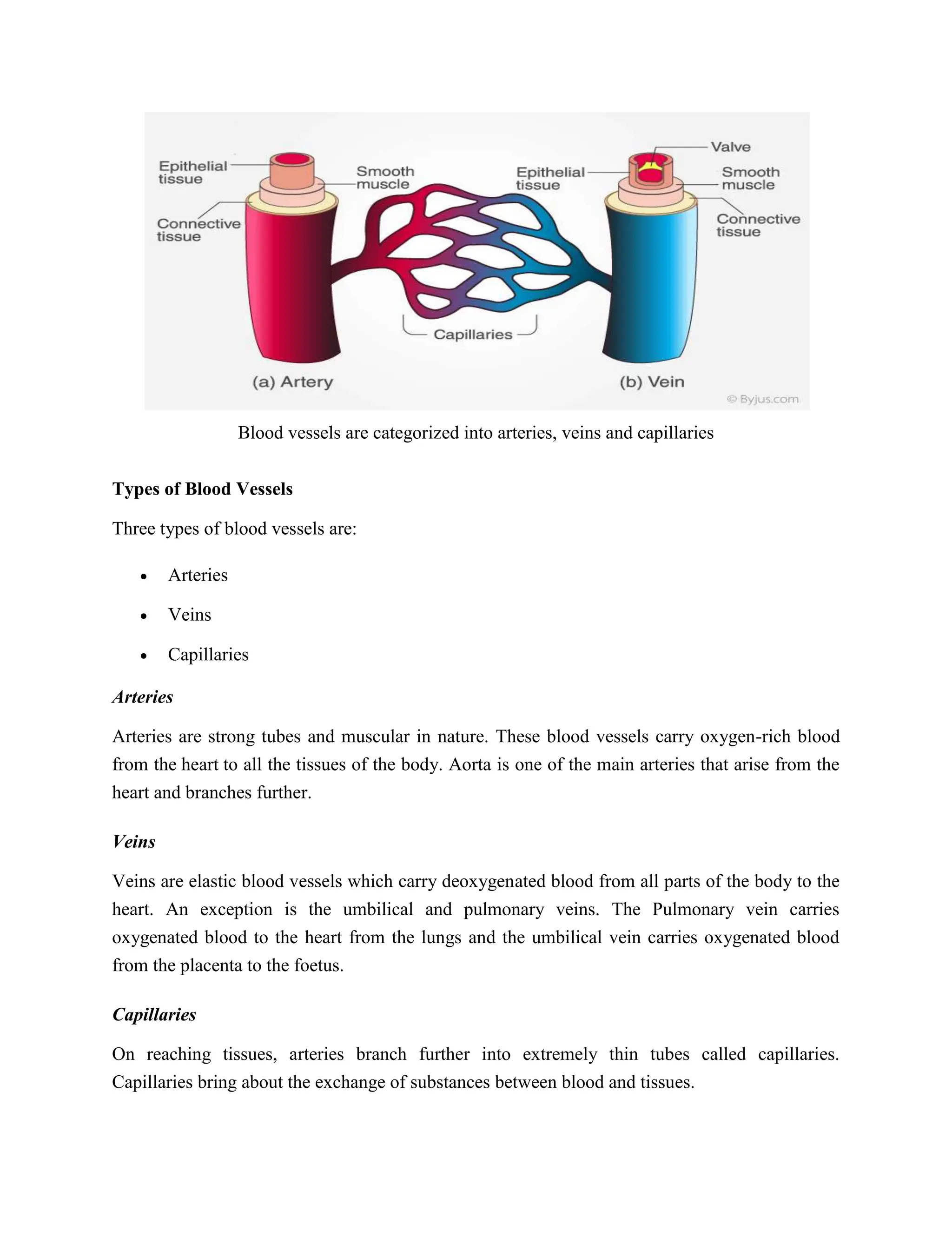 Blood Circulatory System in Human Body. docx | DOCX | Blood Disorders ...