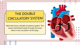Circulatory system parts and functions.pptx