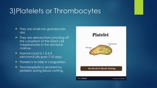 Circulatory system in animals with detailed explanation | PPT