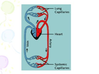 Circulatory System in humans for gcse.ppt