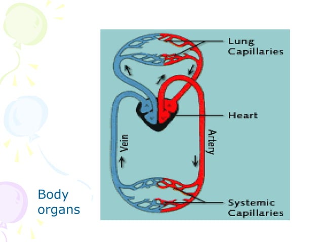 Circulatory System in humans for gcse.ppt | Heart and Cardiovascular ...