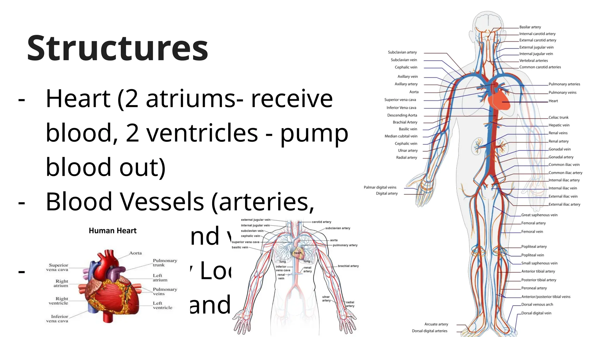Circulatory System.pptx grade 5 quarter 2 | PPTX