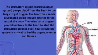 SCIENCE CIRCULATORY SYSTEM OF THE HUMAN LESSON 3 | PPT