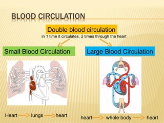 Circulatory System biology science...ppt