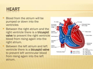 Circulatory System biology science...ppt