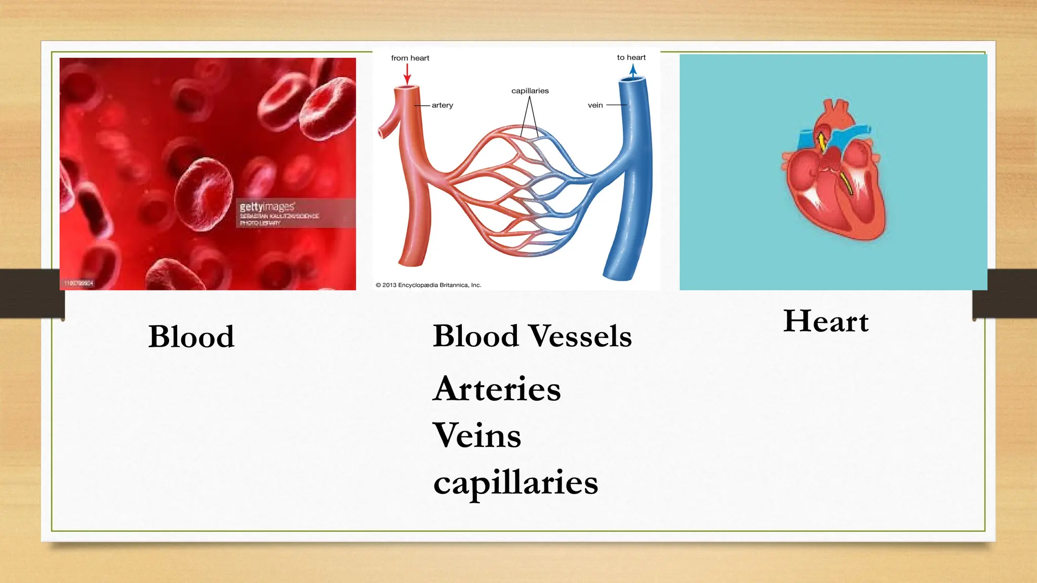 Circulatory system Class 5 Power Point.pptx