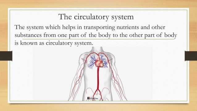 Circulatory system Class 5 Power Point.pptx