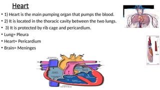 CIRCULATORY SYSTEM in human body with heart.pptx