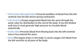 PARTS OF THE CIRCULATORY SYSTEM AND FUNCTIONS | PPTX