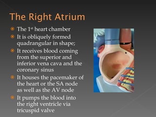 Circulatory System | PPT | Heart and Cardiovascular Diseases | Diseases ...