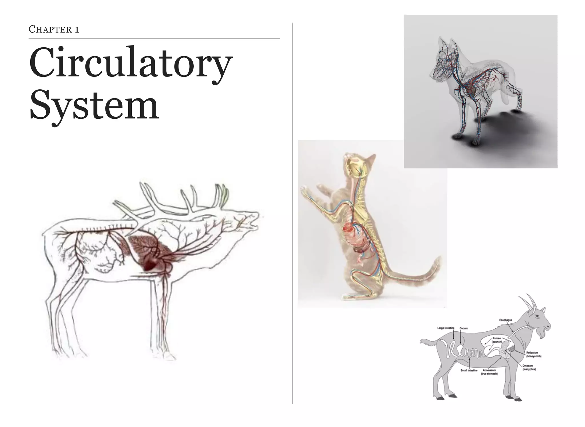 Circulatory System | PDF