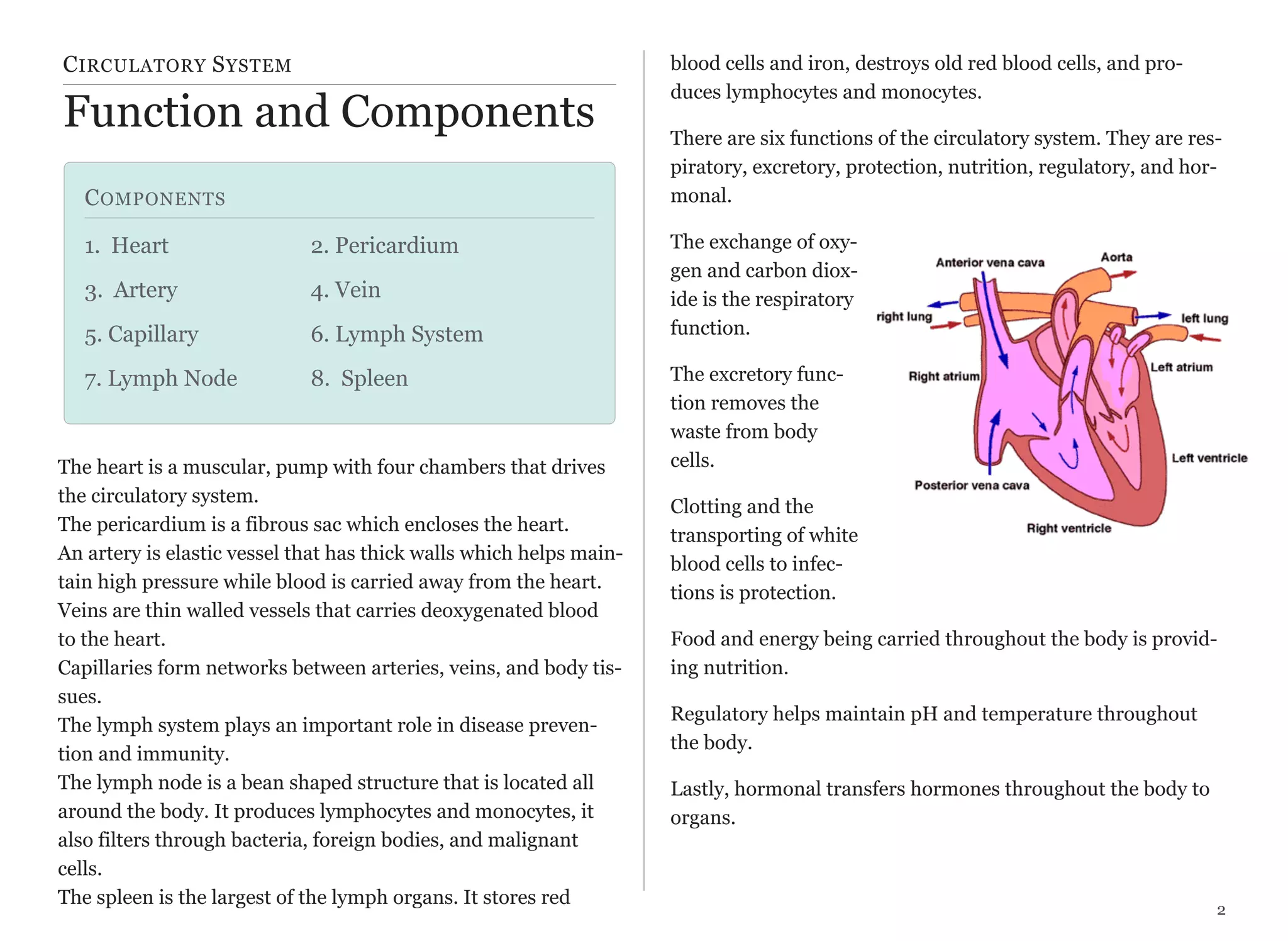 Circulatory System | PDF