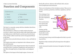 Circulatory System | PDF