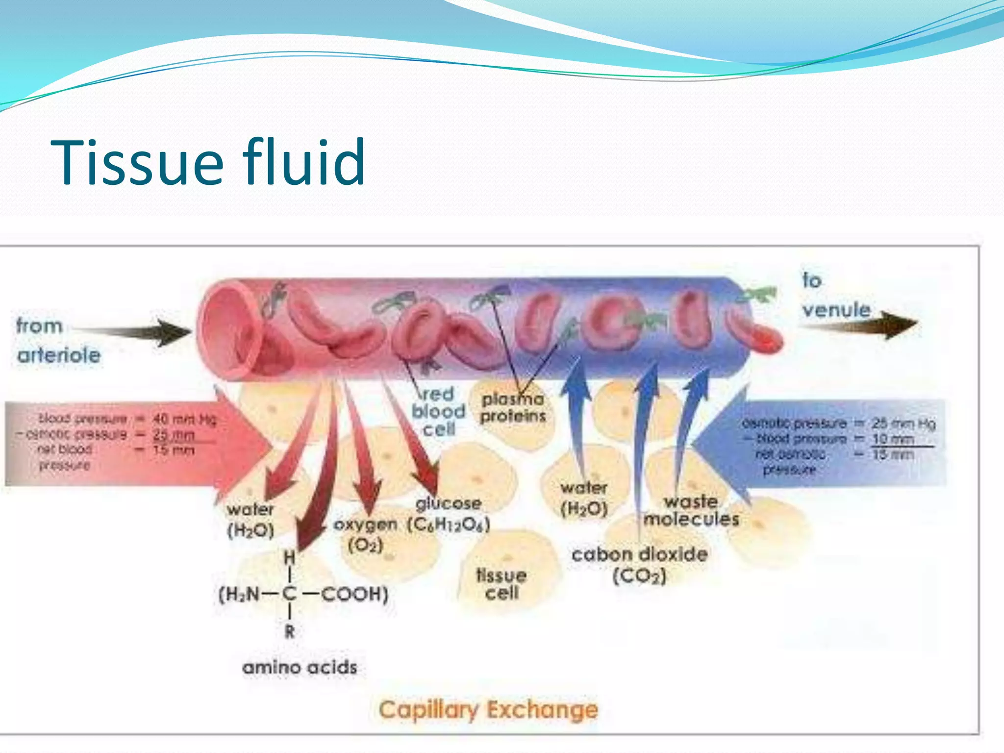 Circulatory system - Blood Vessels and Lymph fluid | PPTX