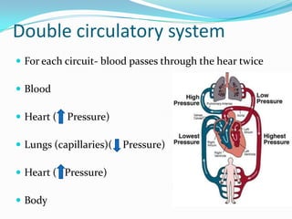 Circulatory system - Blood Vessels and Lymph fluid | PPTX