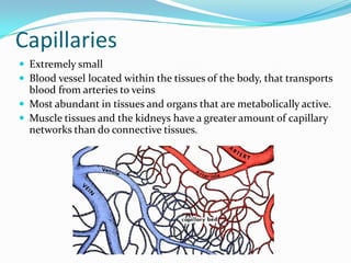 Circulatory system - Blood Vessels and Lymph fluid | PPTX