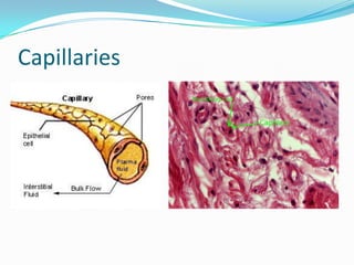 Circulatory system - Blood Vessels and Lymph fluid | PPTX