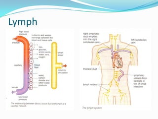 Circulatory system - Blood Vessels and Lymph fluid | PPTX