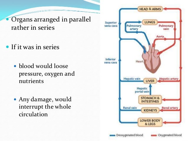 Circulatory system - Blood Vessels and Lymph fluid