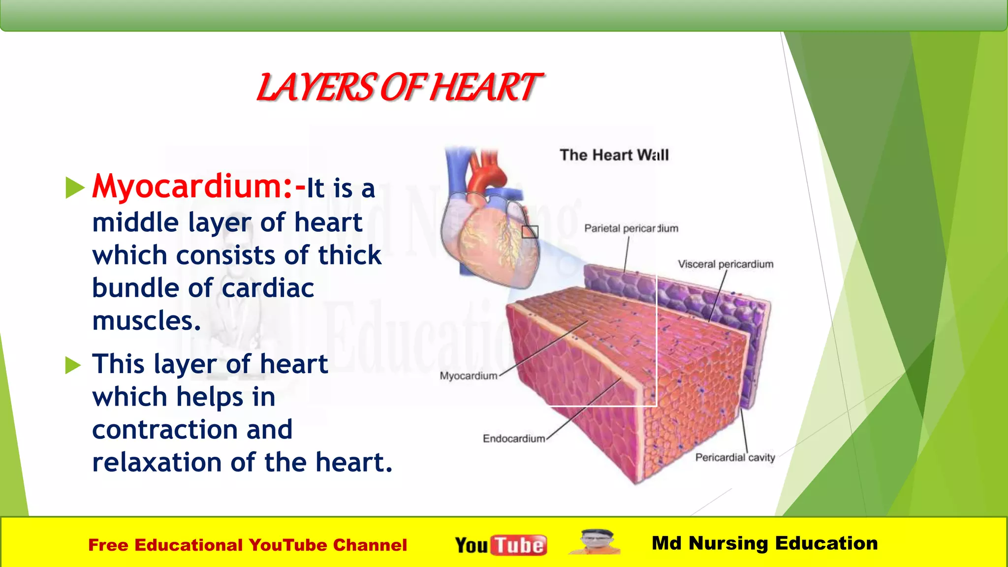 Circulatory system (2).pptx / Cardiovascular system / All About Human ...