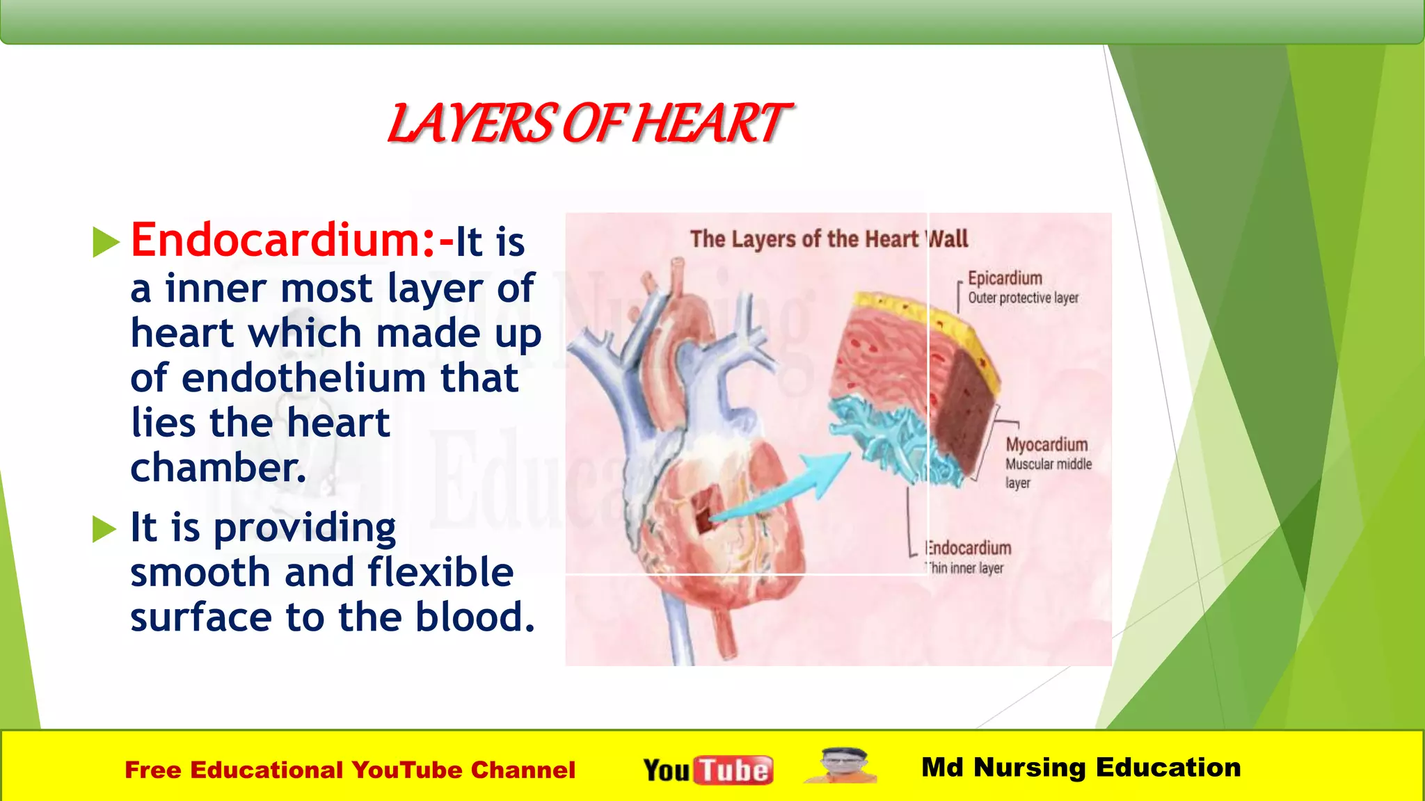 Circulatory system (2).pptx / Cardiovascular system / All About Human ...