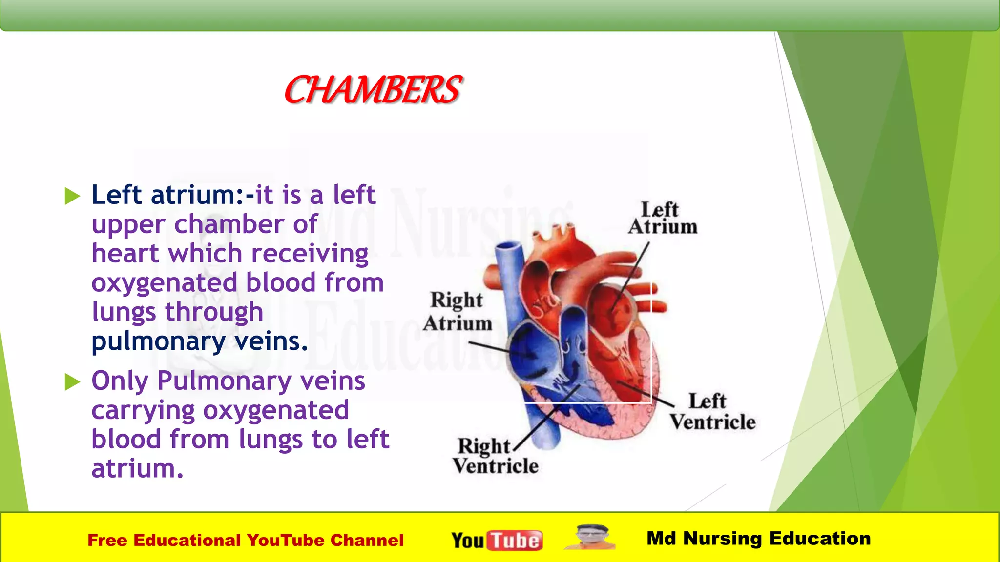 Circulatory system (2).pptx / Cardiovascular system / All About Human ...