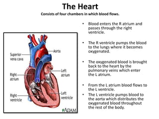 Circulatory system 7-8 | PPT