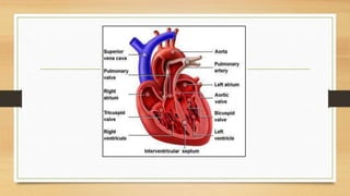 CIRCULATORY SYSTEM ACTIVITY.pptx
