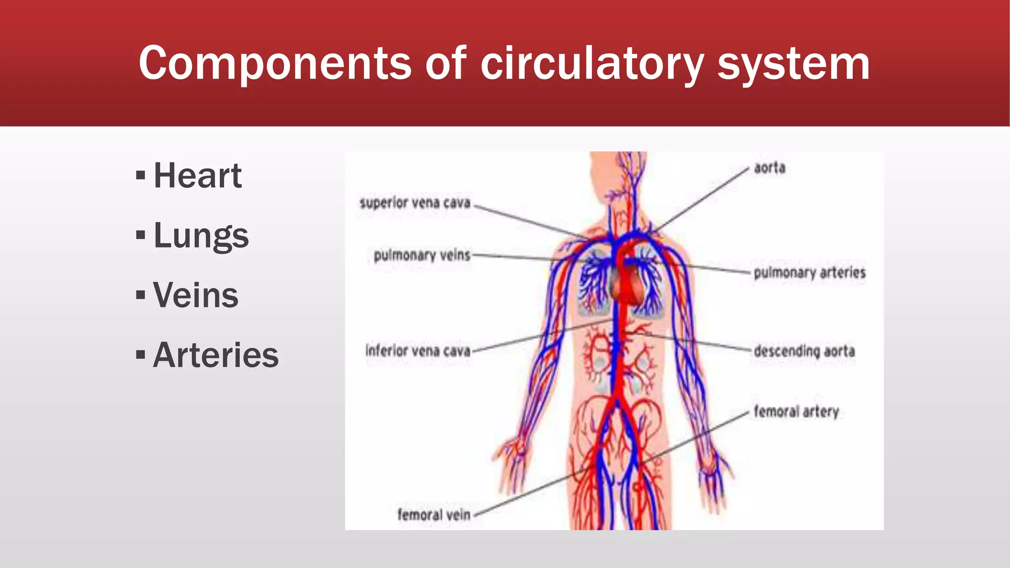 Circulatory System And Its Types Biology O Level Pptx
