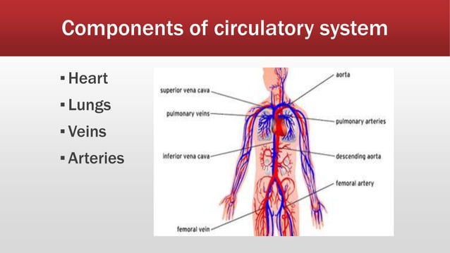 Circulatory system and its types biology-o level | PPTX | Heart and ...
