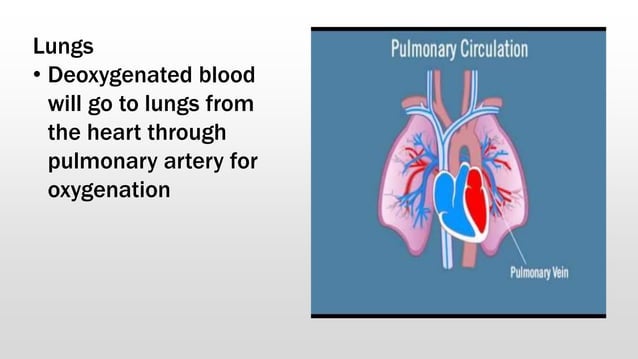 Circulatory system and its types biology-o level | PPTX | Heart and ...