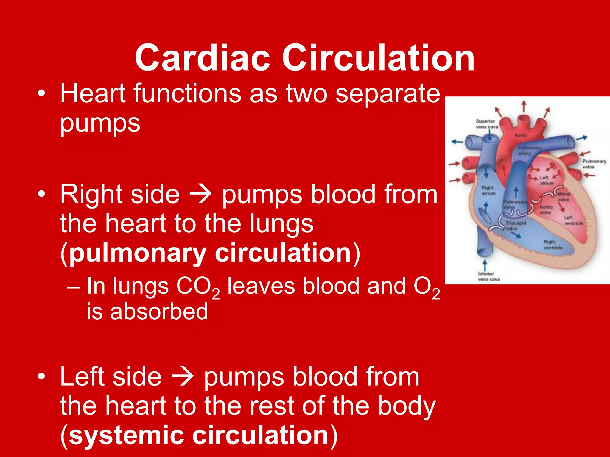 Circulatory_Systemand_Respiratory_System.ppt