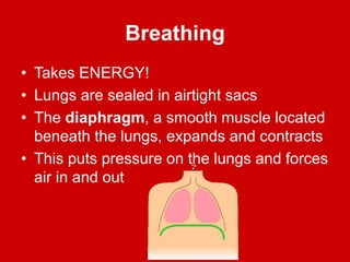 Circulatory_Systemand_Respiratory_System.ppt