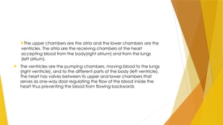 circulatory system: human anatomy biology | PPTX