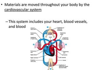 Circulatory syste mblood lymph | PPT