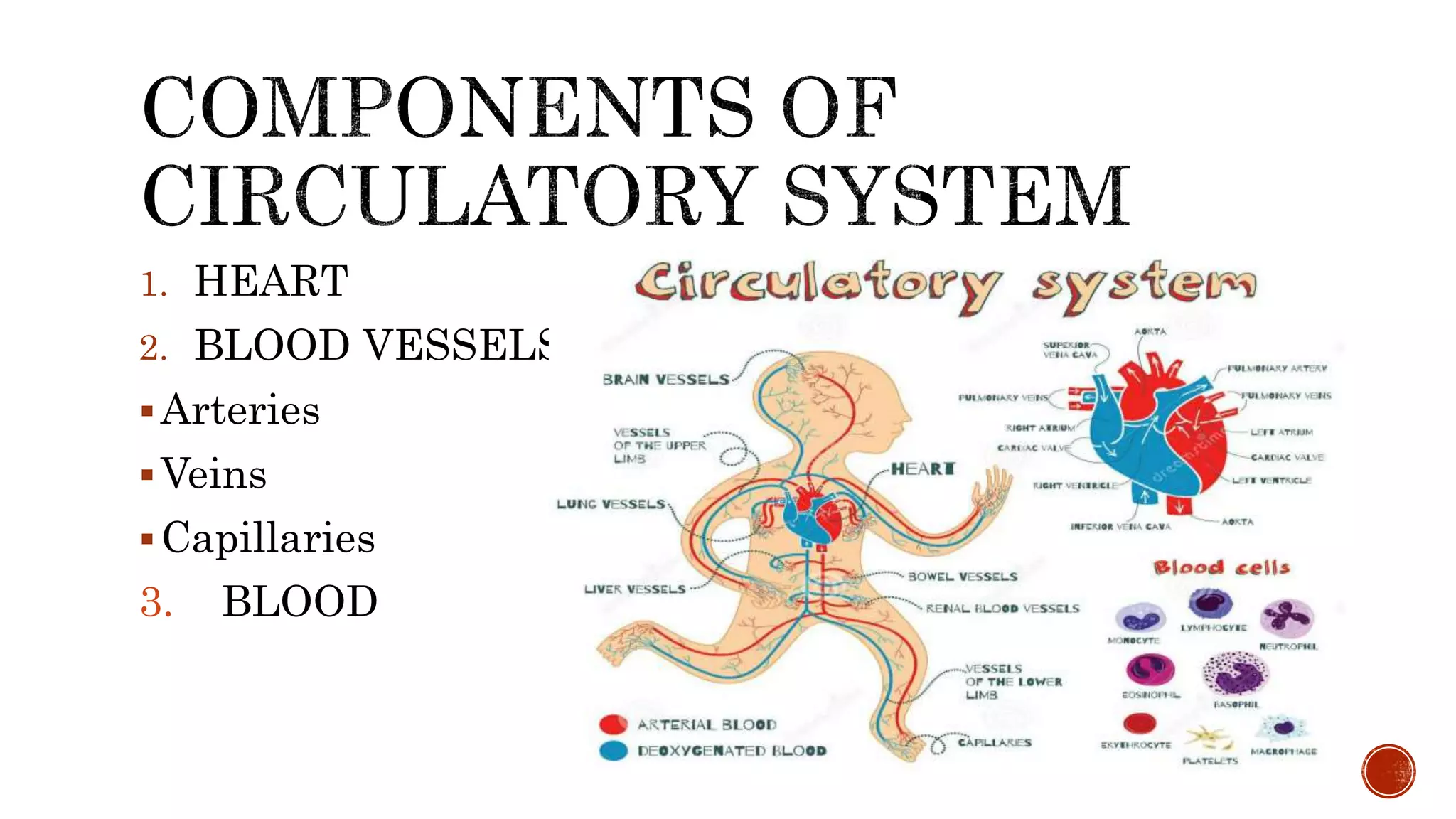 Circulatory system of Human body | PPTX