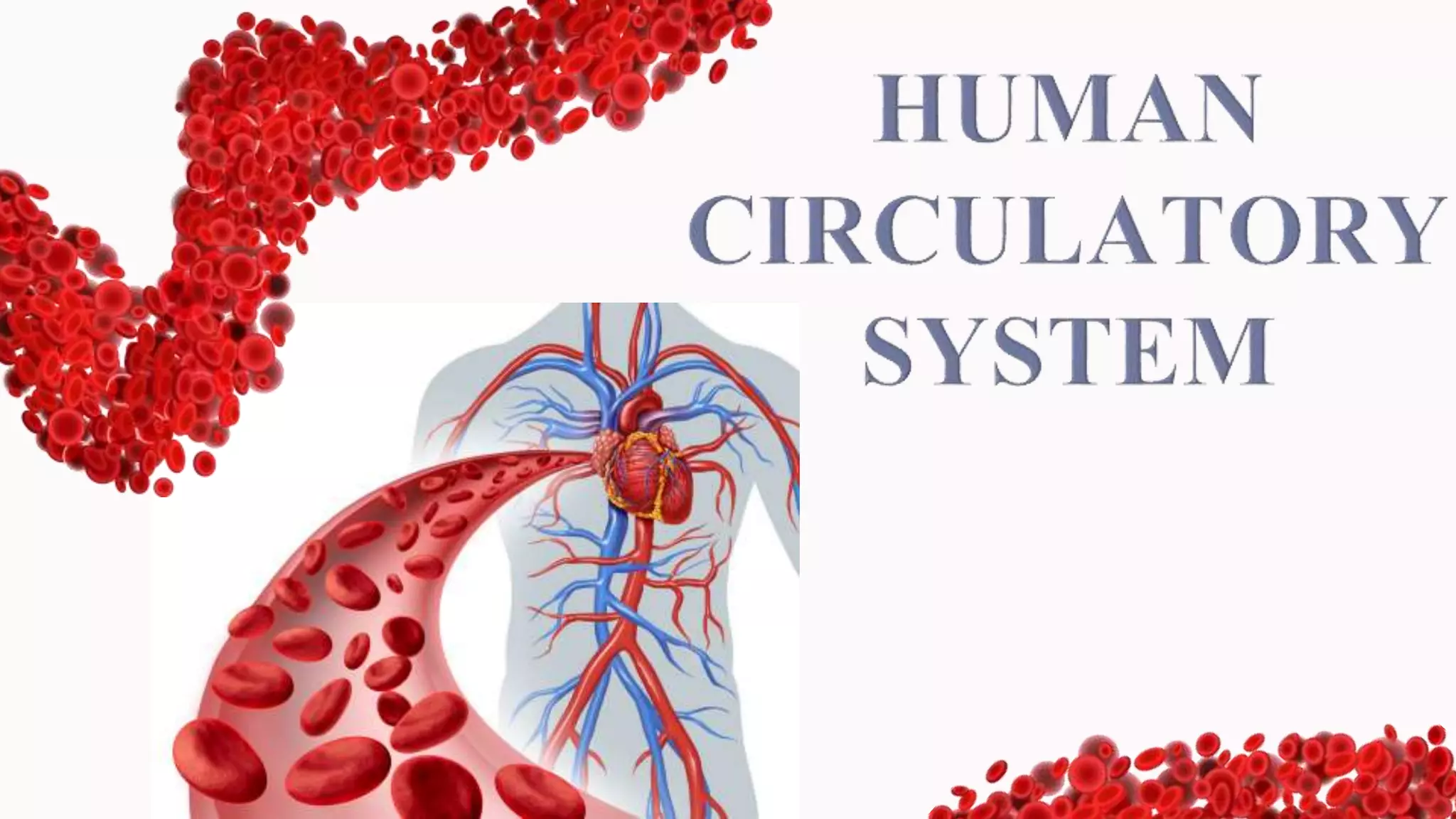 CIRCULATORY SYSTEM_CLASS 10th.pptx