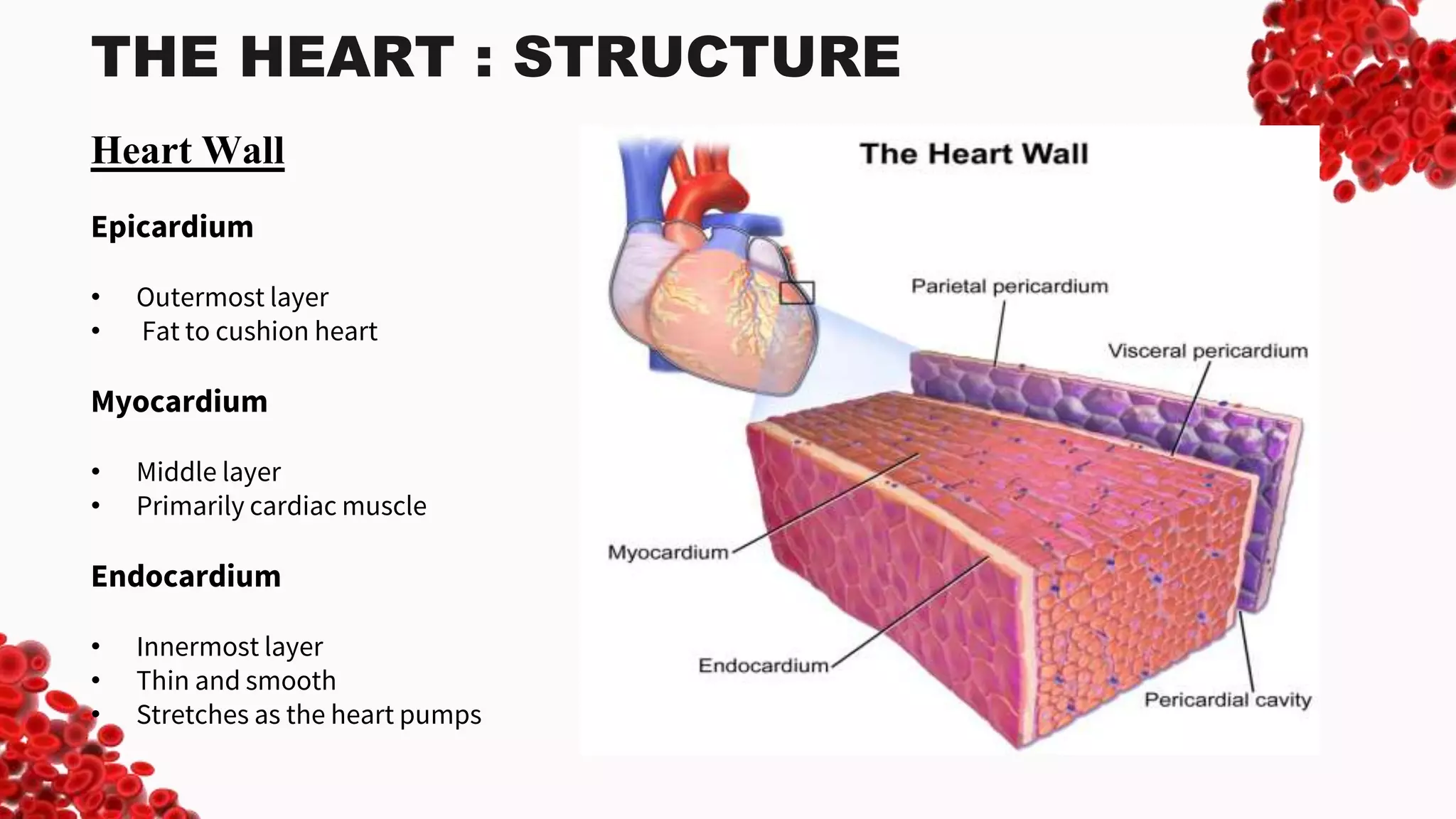 CIRCULATORY SYSTEM_CLASS 10th.pptx