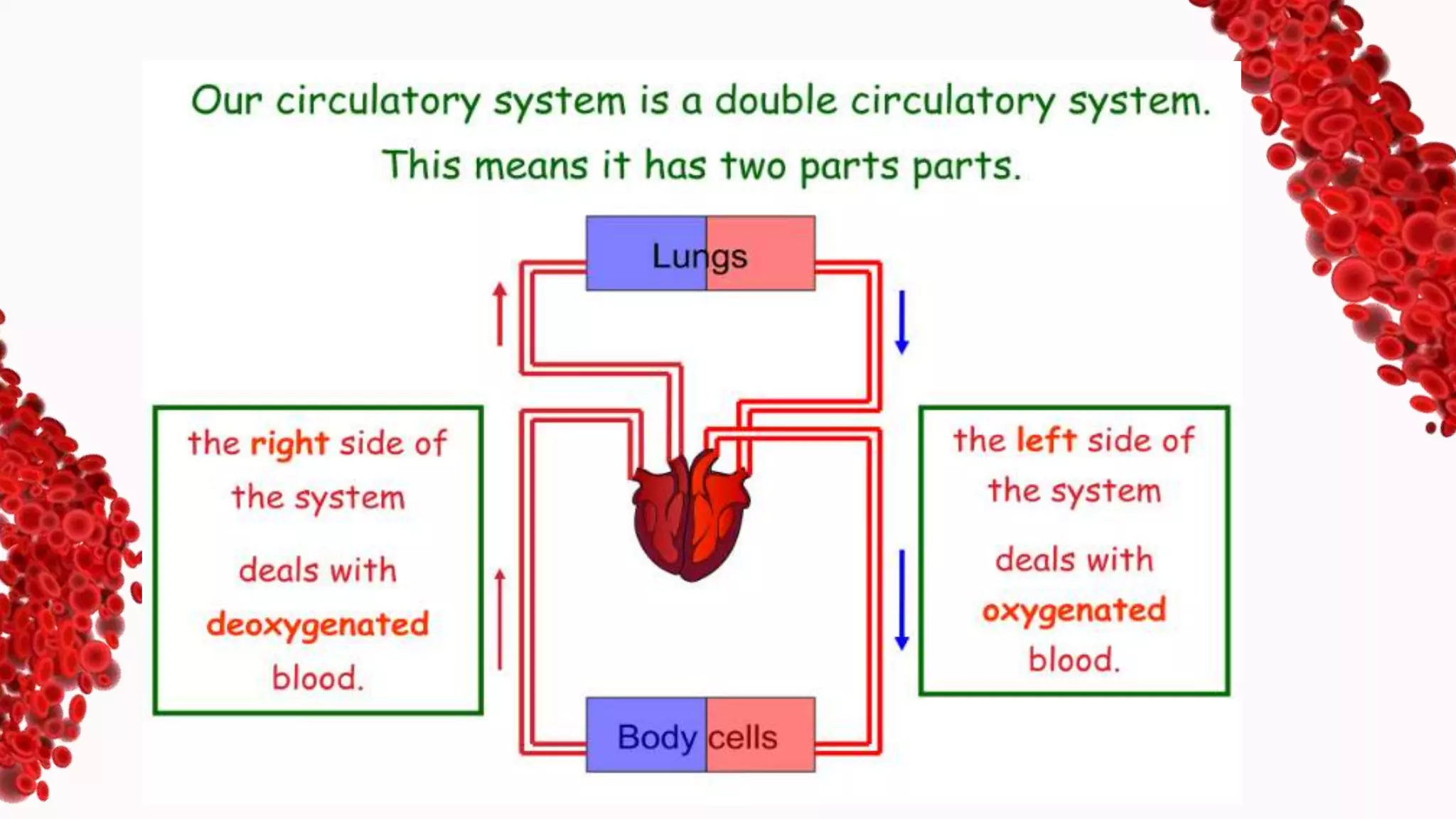 CIRCULATORY SYSTEM_CLASS 10th.pptx