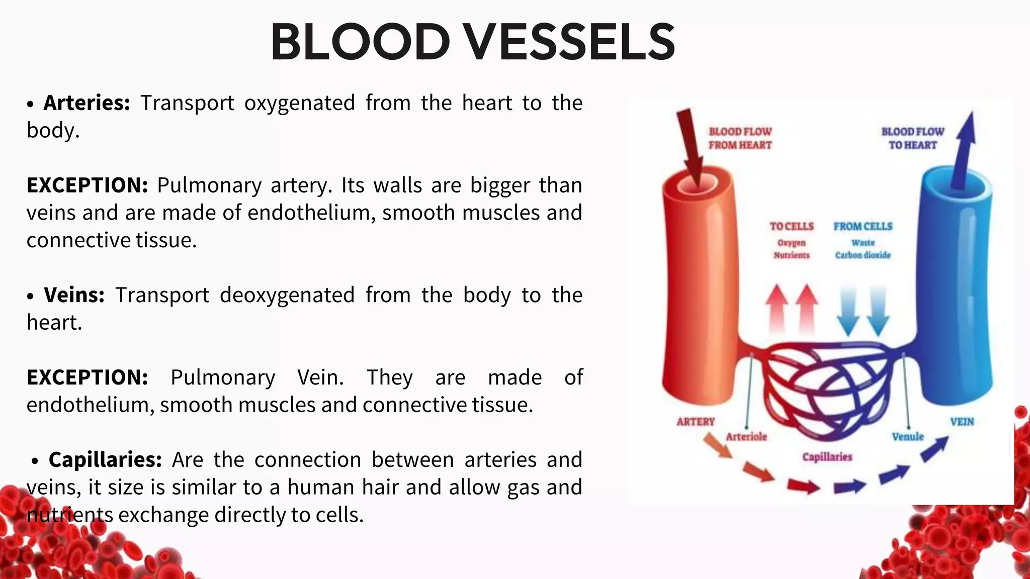 CIRCULATORY SYSTEM_CLASS 10th.pptx