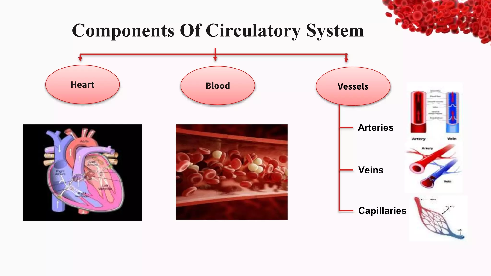 CIRCULATORY SYSTEM_CLASS 10th.pptx