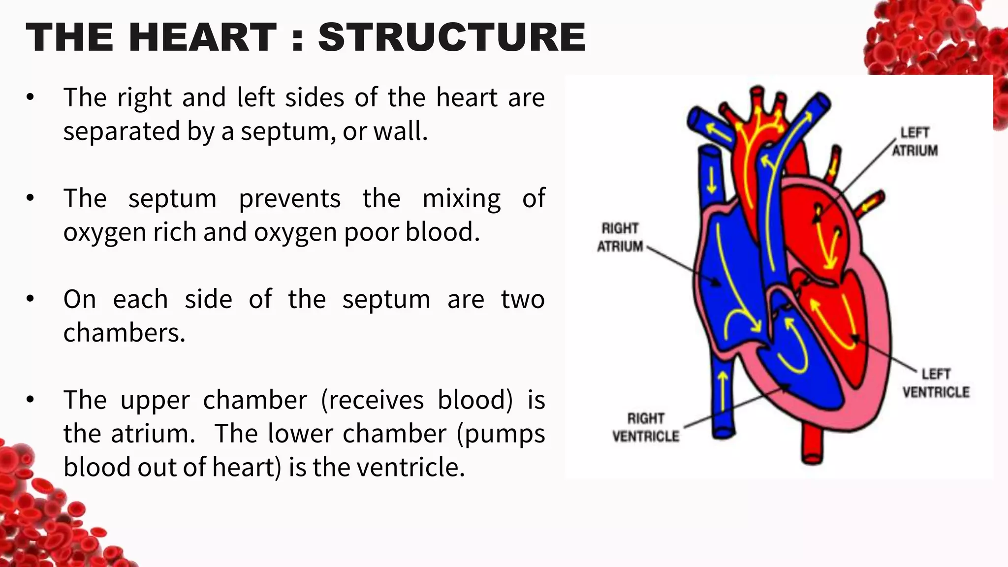 CIRCULATORY SYSTEM_CLASS 10th.pptx