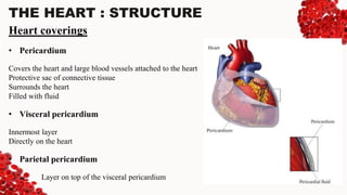 CIRCULATORY SYSTEM_CLASS 10th.pptx