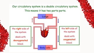 CIRCULATORY SYSTEM_CLASS 10th.pptx