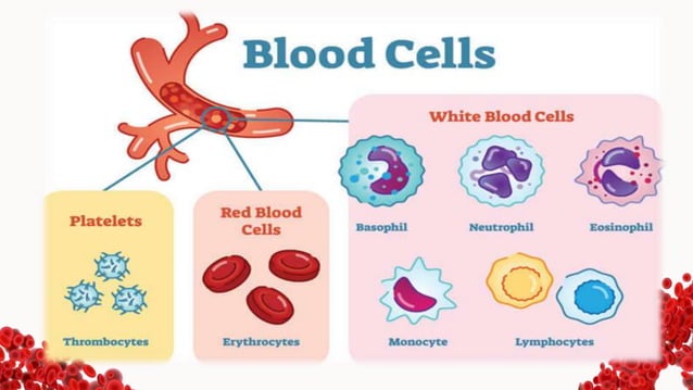 CIRCULATORY SYSTEM_CLASS 10th.pptx