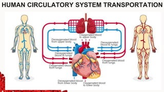 CIRCULATORY SYSTEM_CLASS 10th.pptx