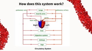 CIRCULATORY SYSTEM_CLASS 10th.pptx