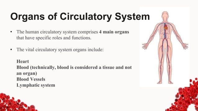 CIRCULATORY SYSTEM_CLASS 10th.pptx