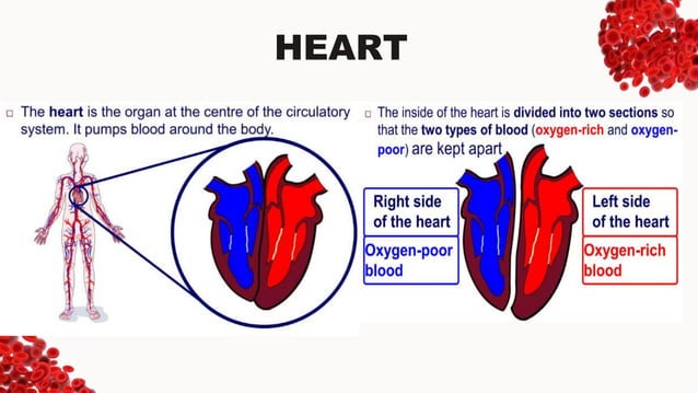 CIRCULATORY SYSTEM_CLASS 10th.pptx